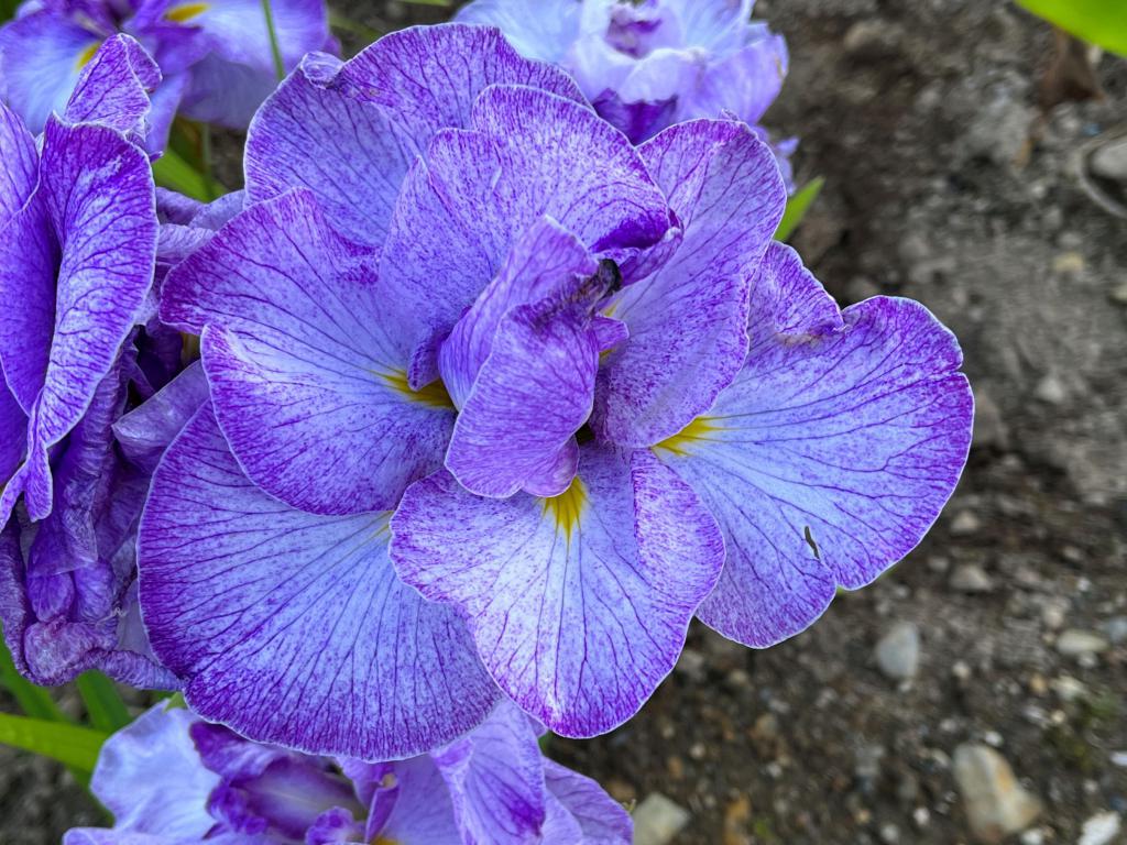 Amethyst Actress Harbour Breezes Daylilies And Japanese Iris At Jeddore On Eastern Shore Of Ns